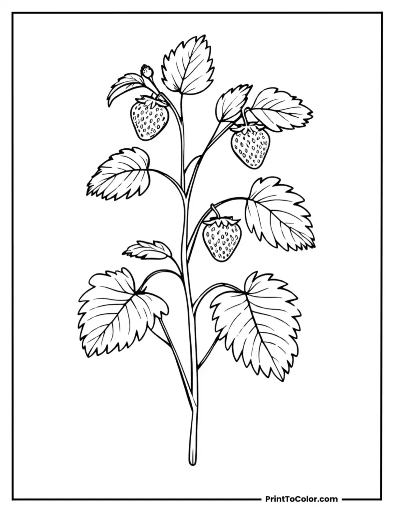 Free Strawberry Coloring Pages (PDF Printables - 2025)